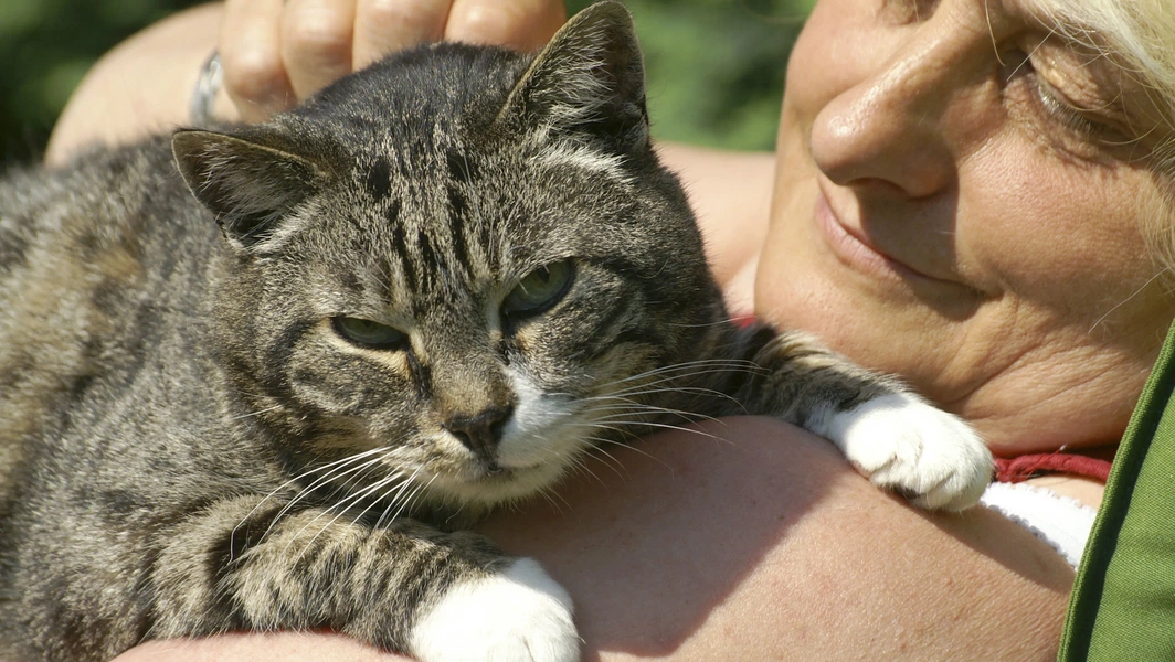 7 signs your cat is getting older