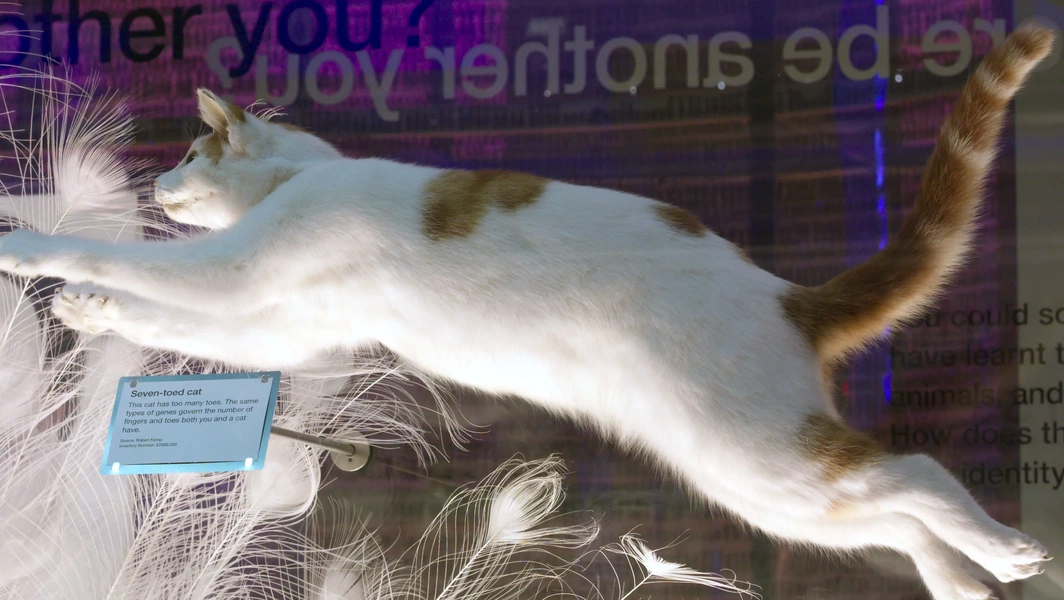 6 rare genetic mutations in animals and humans