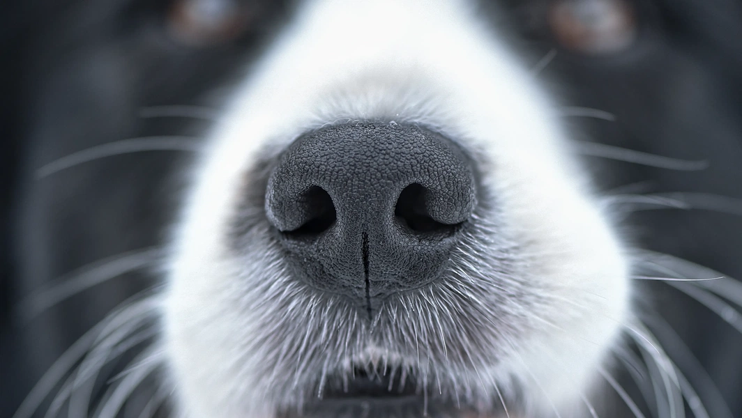 6 adorable dog noses and heartwarming moments