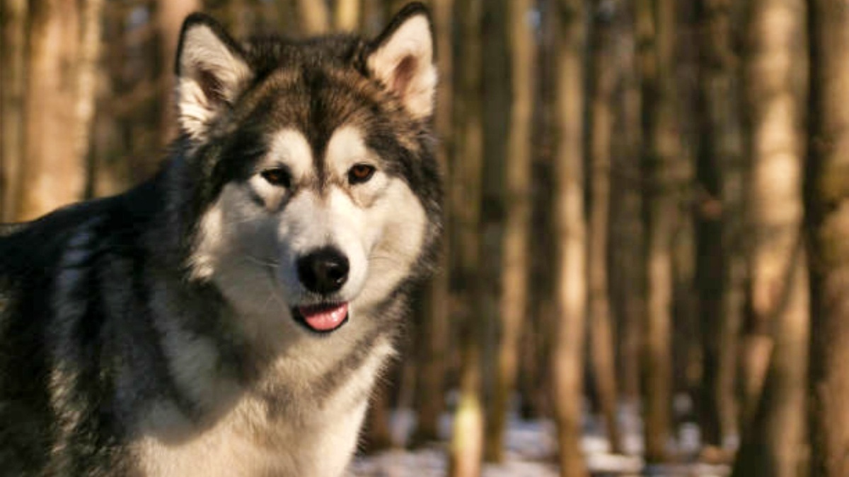 Experts say these 6 dog breeds can be more challenging than most owners ...