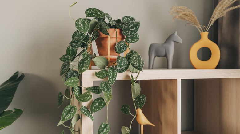 Vining houseplants that won't take over your home