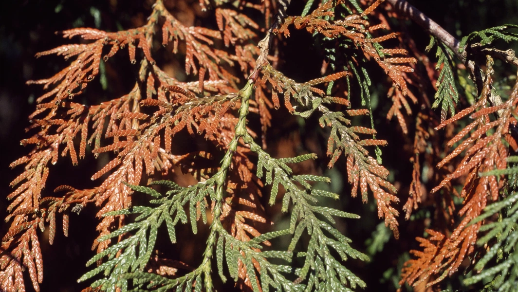 Why cedar planter boxes are worth the effort