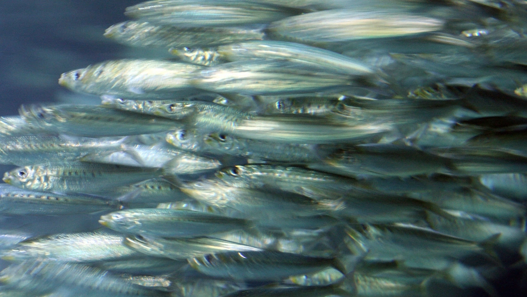 4 facts about sardines