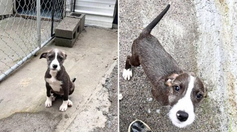 Meet Birdie Bedazzle: Young puppy looking for new home after owners ...