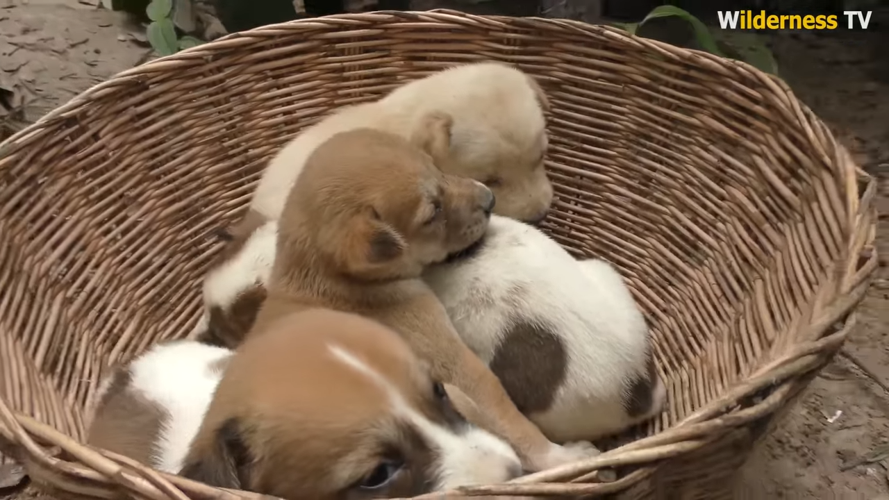 Watch these tiny scared puppies find safety in a shelter built just for ...