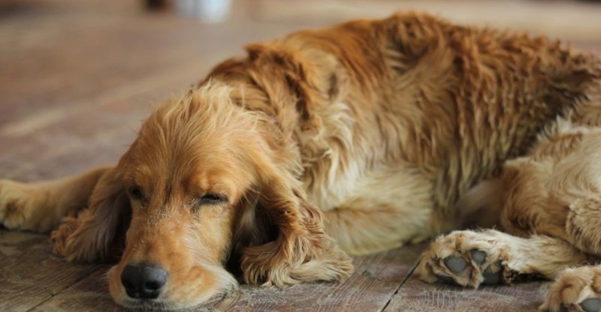 Your dog keeps scratching? These 12 breeds often have problems that go ...