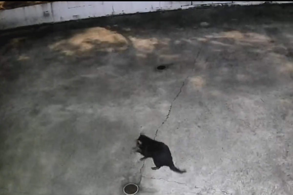 Tasmanian devil finally recaptured after two weeks on the run from zoo