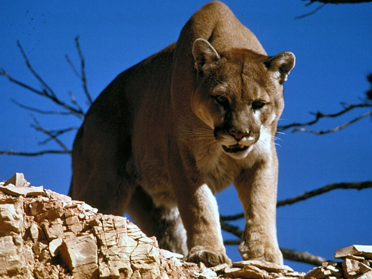 Scientists tracked 36 mountain lions in the Santa Cruz Mountains and ...