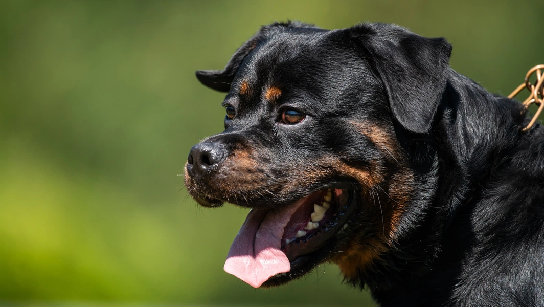 Why Rottweiler lovers swear by this loyal breed