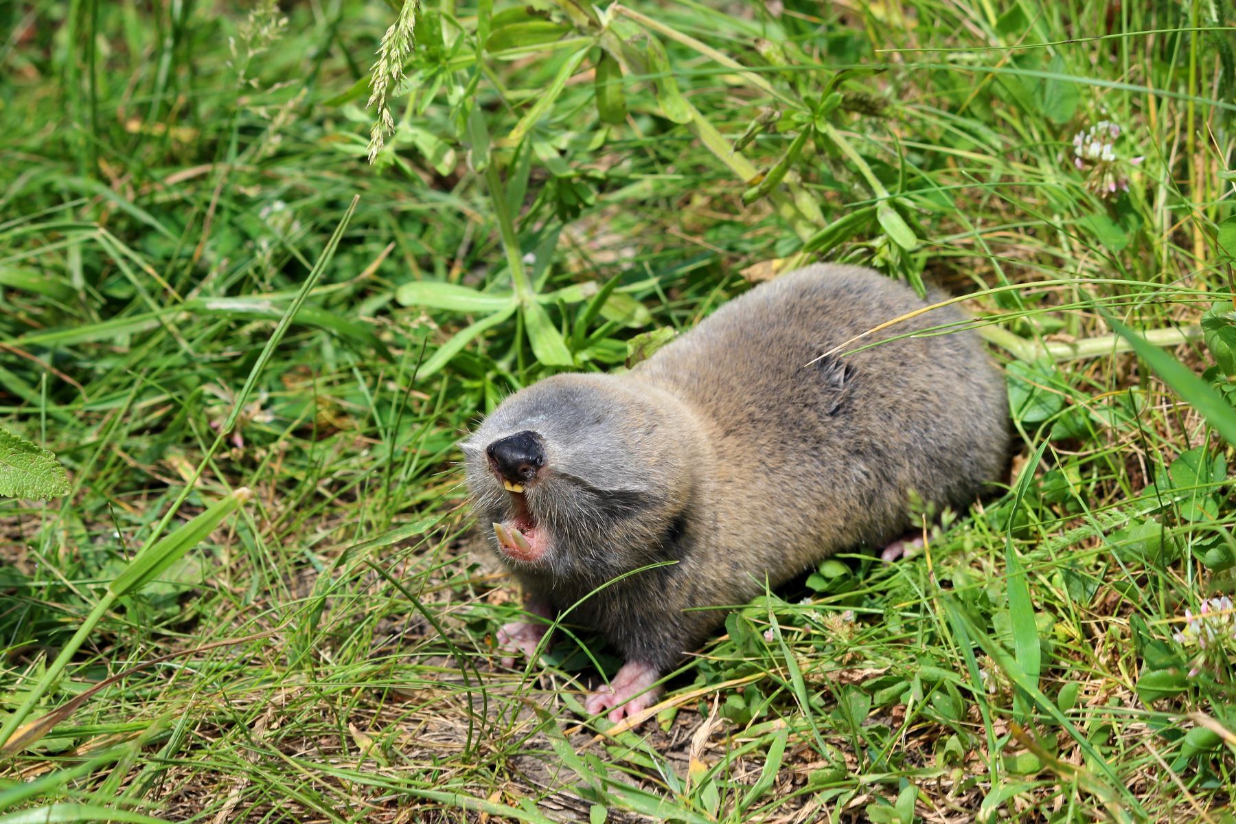 Everything you need to know about lesser blind mole-rats