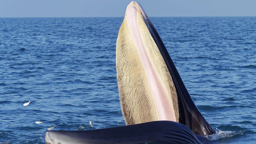 Rare Bryde's whale spotted off K'gari in early June