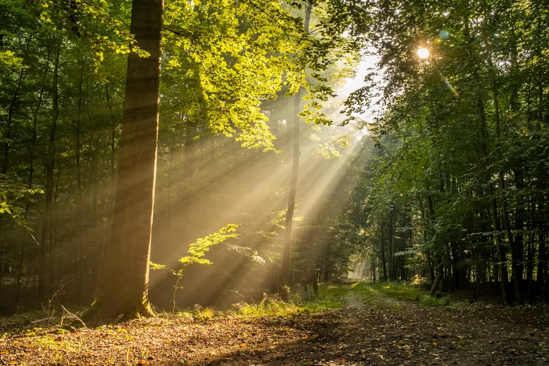 Paint your trees white to protect them from El Nino in 2026