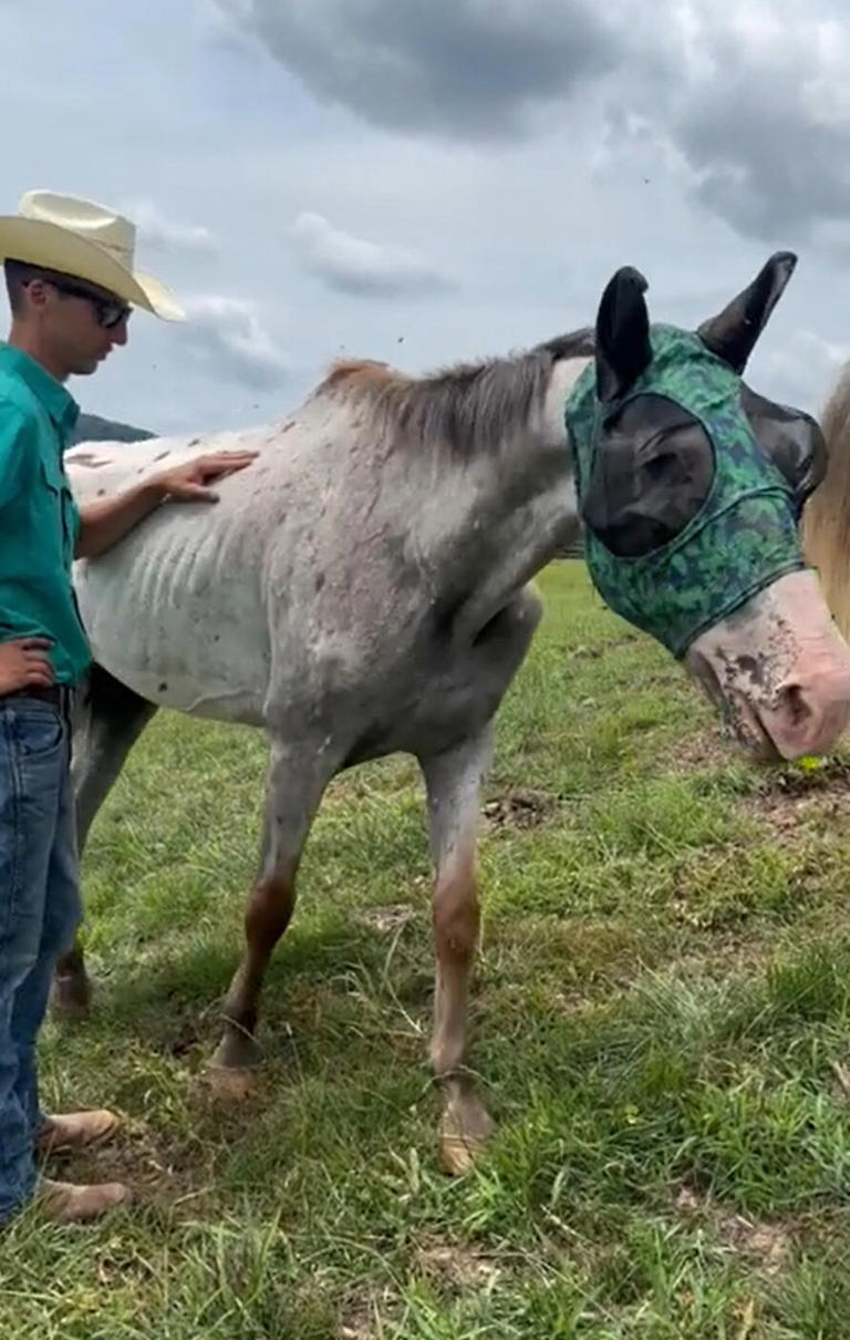 Tennessee imposes stricter animal borders during spread of deadly ...