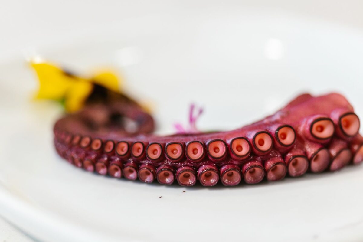 Richiamo per tentacoli di polpo congelati Platinium Premium: possibile ...