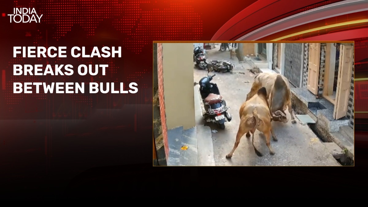 Video: Two bulls fight it out in a narrow lane of Khambhalia in Gujarat