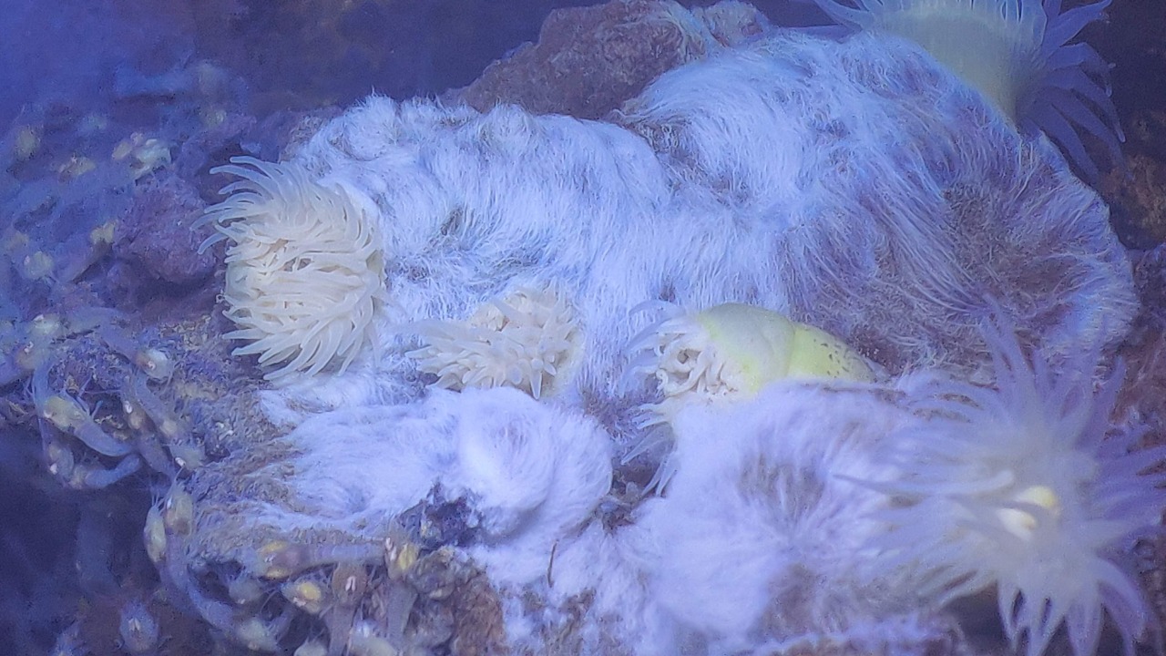 A research voyage off Brazil pulled 31 animals from the ocean’s least ...