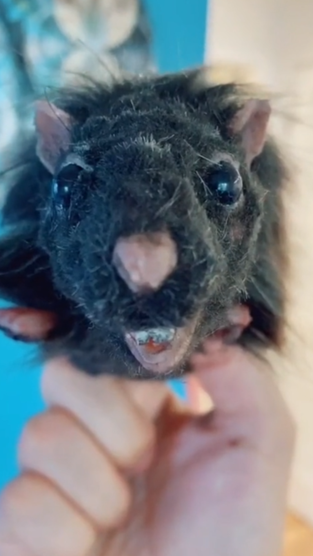 This rat prank shocked everyone: what really happened