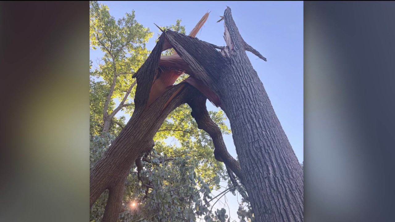 Centuries-old 'witness tree' near Abraham Lincoln's home destroyed by ...