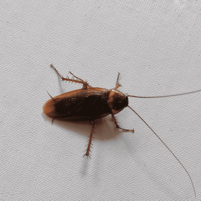 This heatwave will drive these 5 pests into your home – here’s how to ...