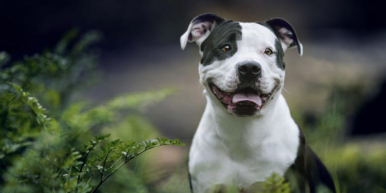 5 most misunderstood dog breeds—and why they deserve more love