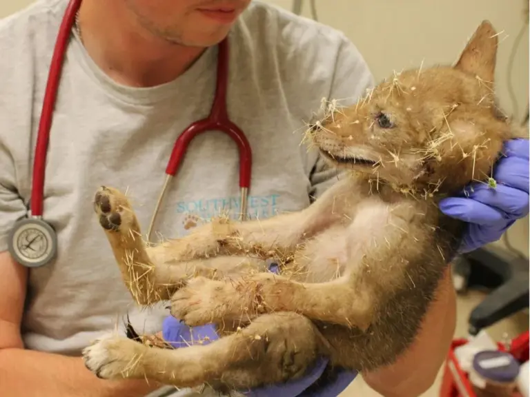 Prickly situation! Coyote pup stuck nose-to-tail with cactus spines is ...