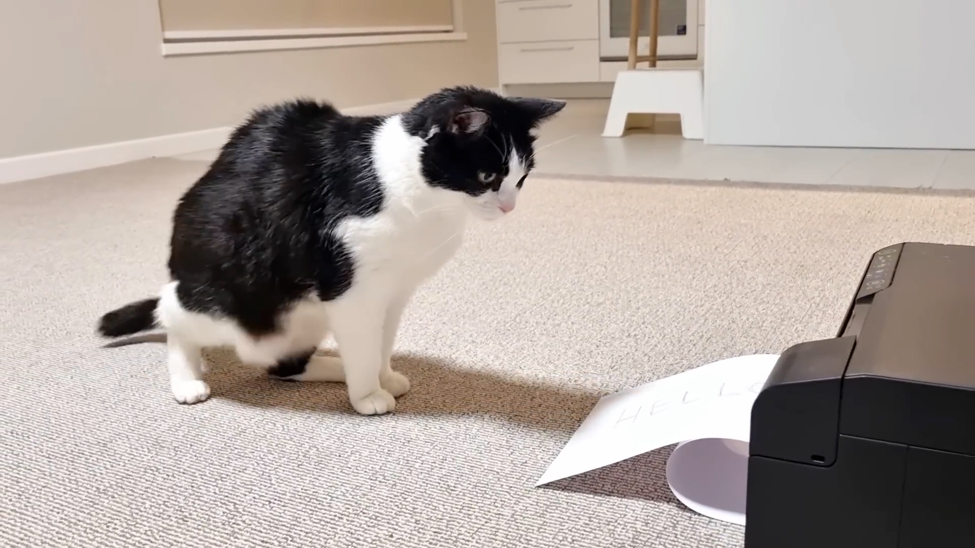 This mysterious printer made the cat curious