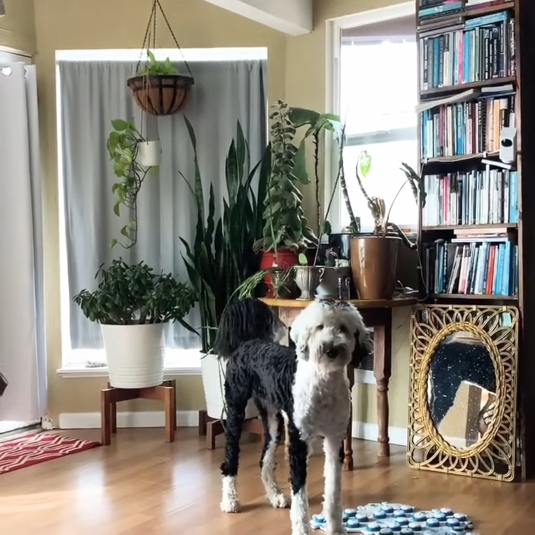 My 'talking' dog said we're friends