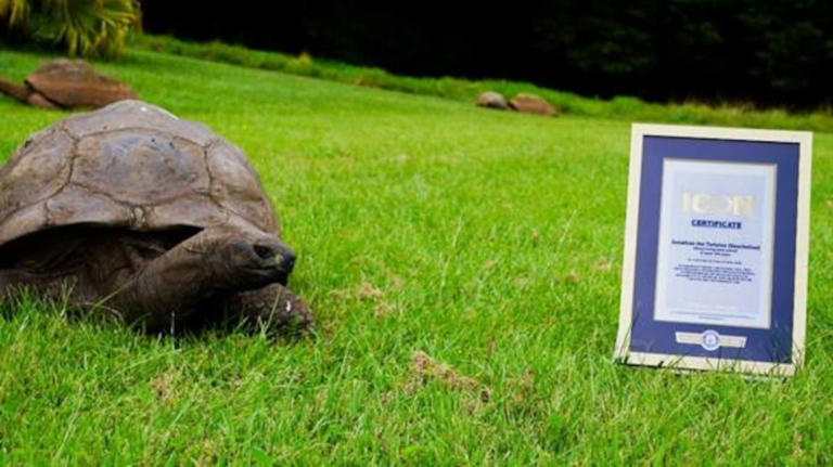 St Helena tortoise named Guinness World Records icon