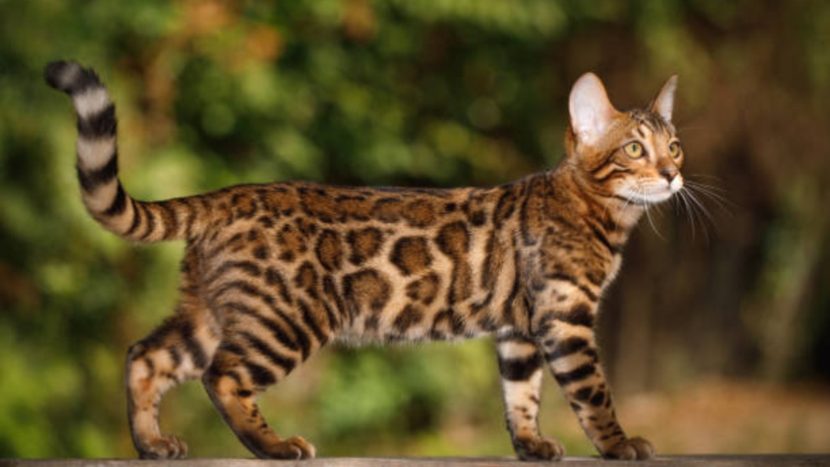 Your personality type has a compatible feline: we'll tell you here