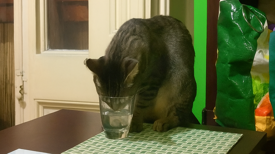 Cat drinking water from a glass