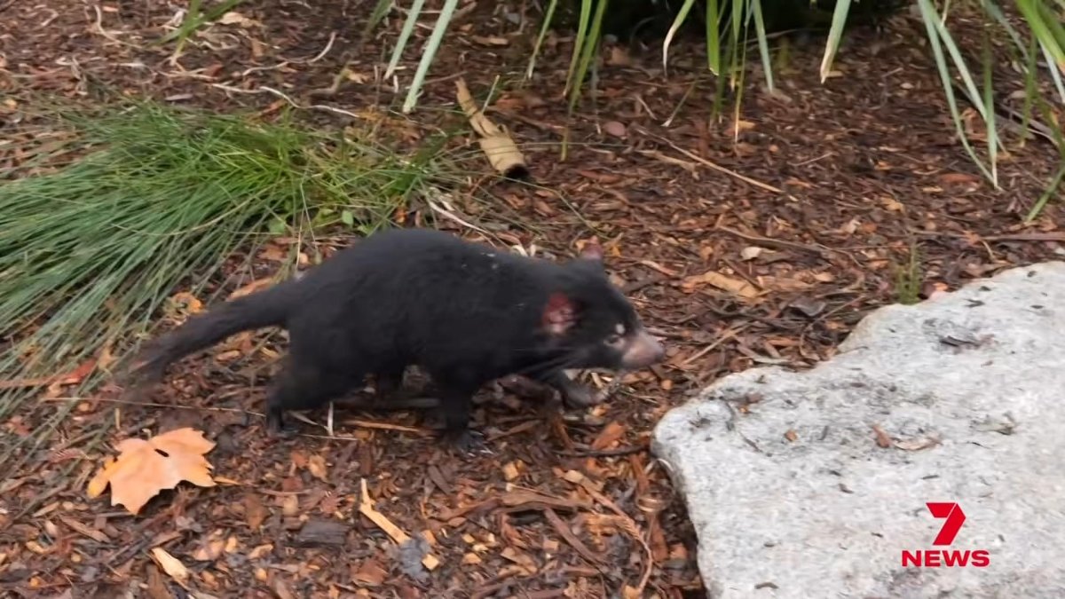Watch: Australian zoo's escaped Tasmanian devil safely captured