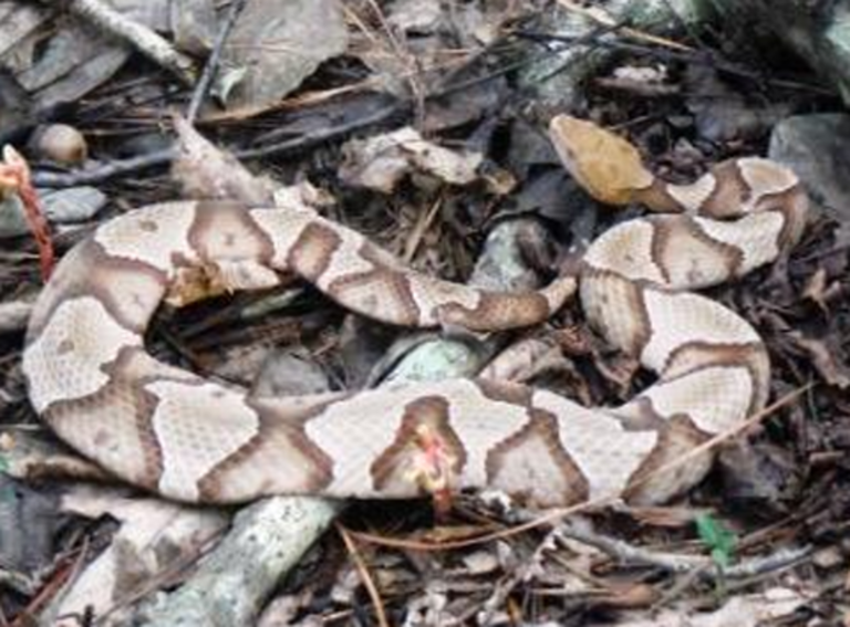 Learn how to identify all the venomous snakes in SC and what to do if ...