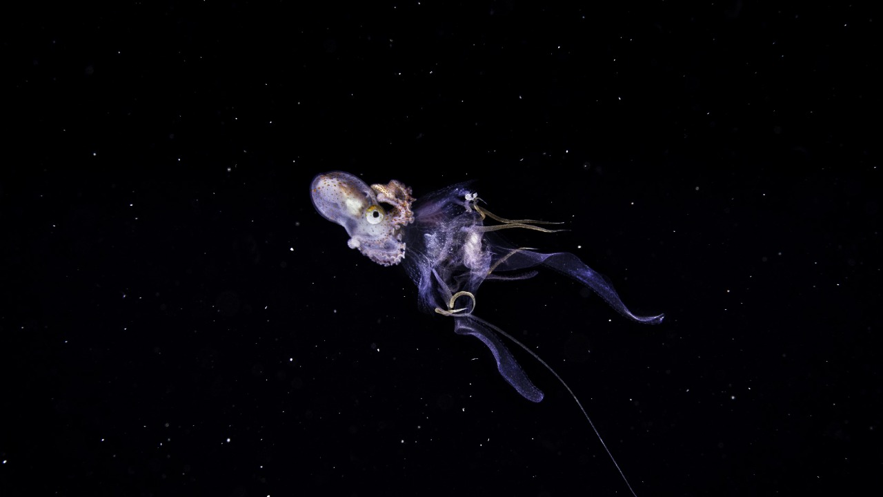 Scientists named a rare new branch of life among two dozen deep-sea ...