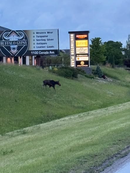 Multiple moose seen in North Bismarck: Authorities urge caution