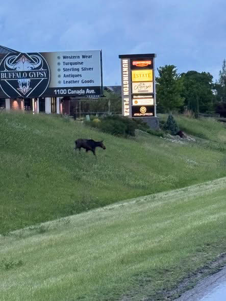 Multiple moose seen in downtown Bismarck: Authorities urge caution