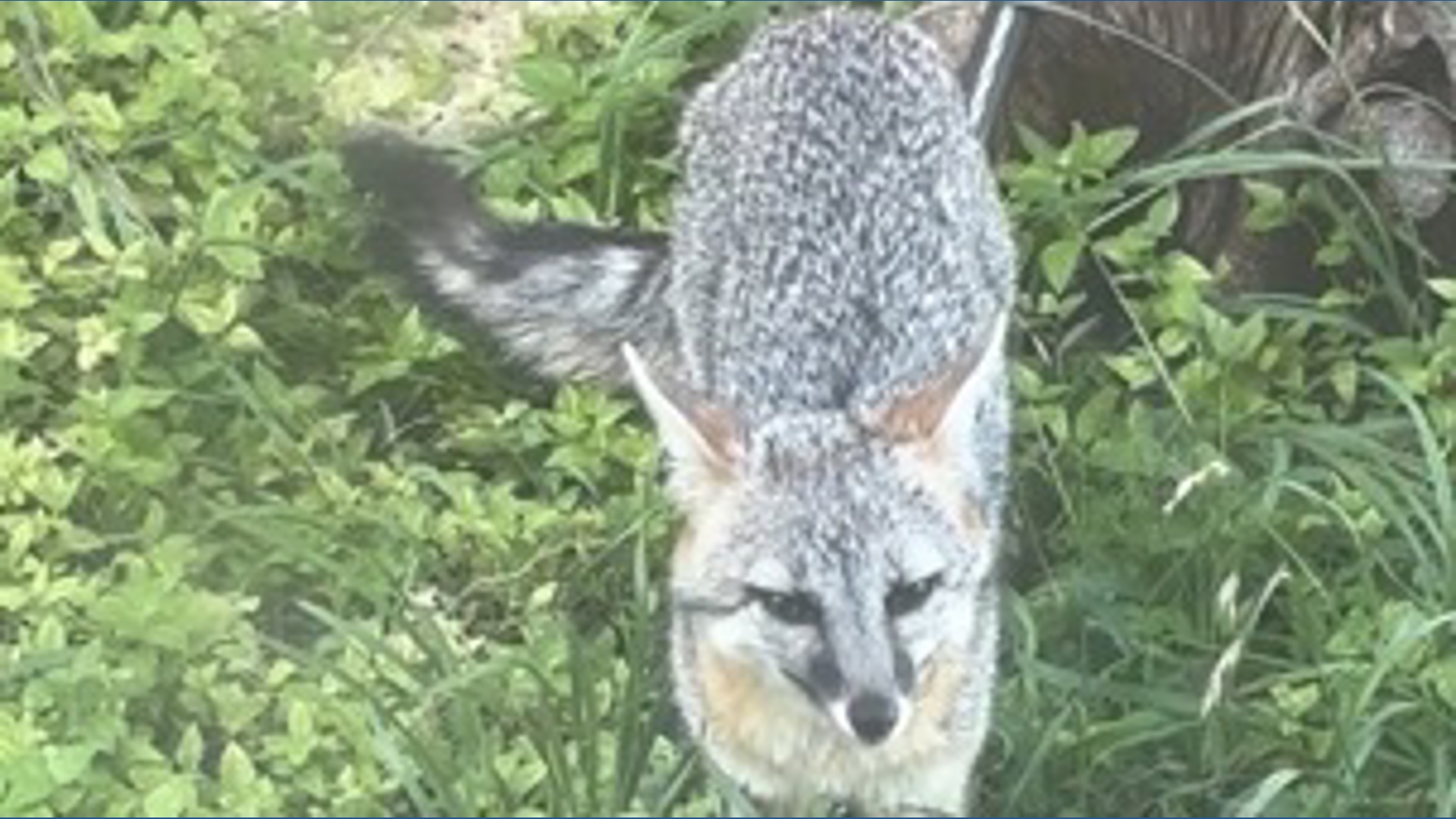 Grey fox spotted in Spicewood, Texas