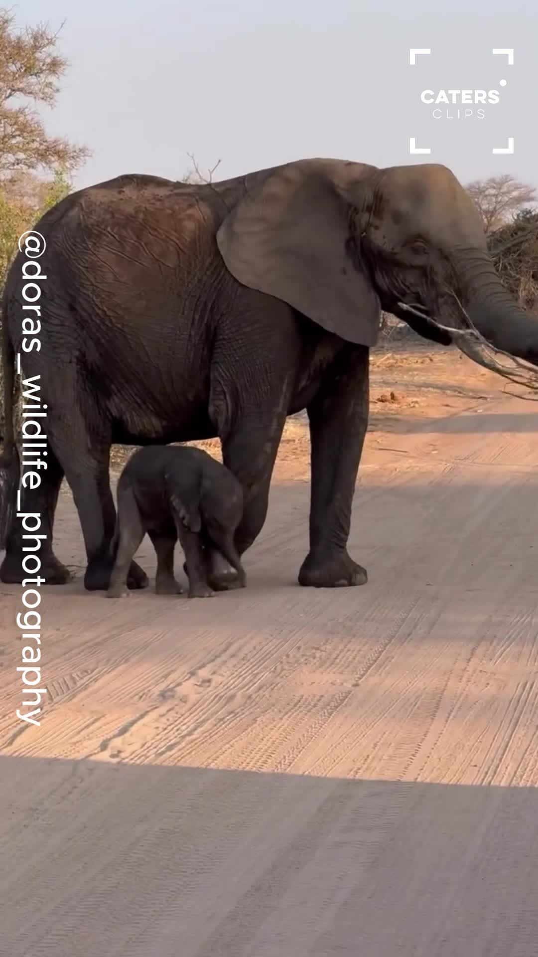 Baby elephant's first steps come with an unexpected challenge