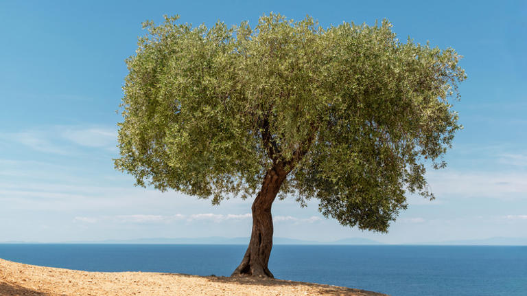 Forget peaches: These 5 fruit trees will last over 100 years