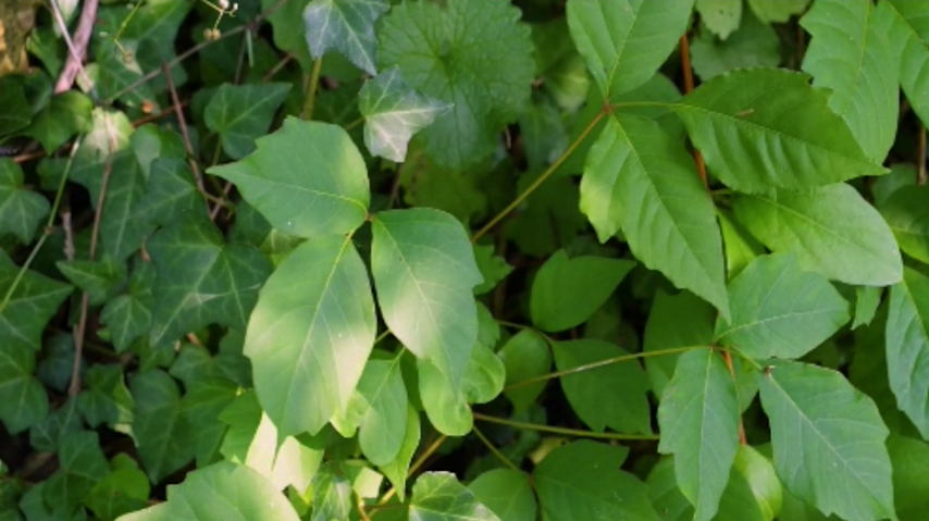 Poison ivy season underway as doctors share prevention and treatment tips