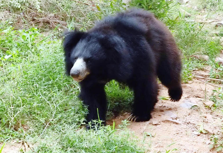 From fruit eaters to forest gardeners: Study reveals sloth bears’ role ...