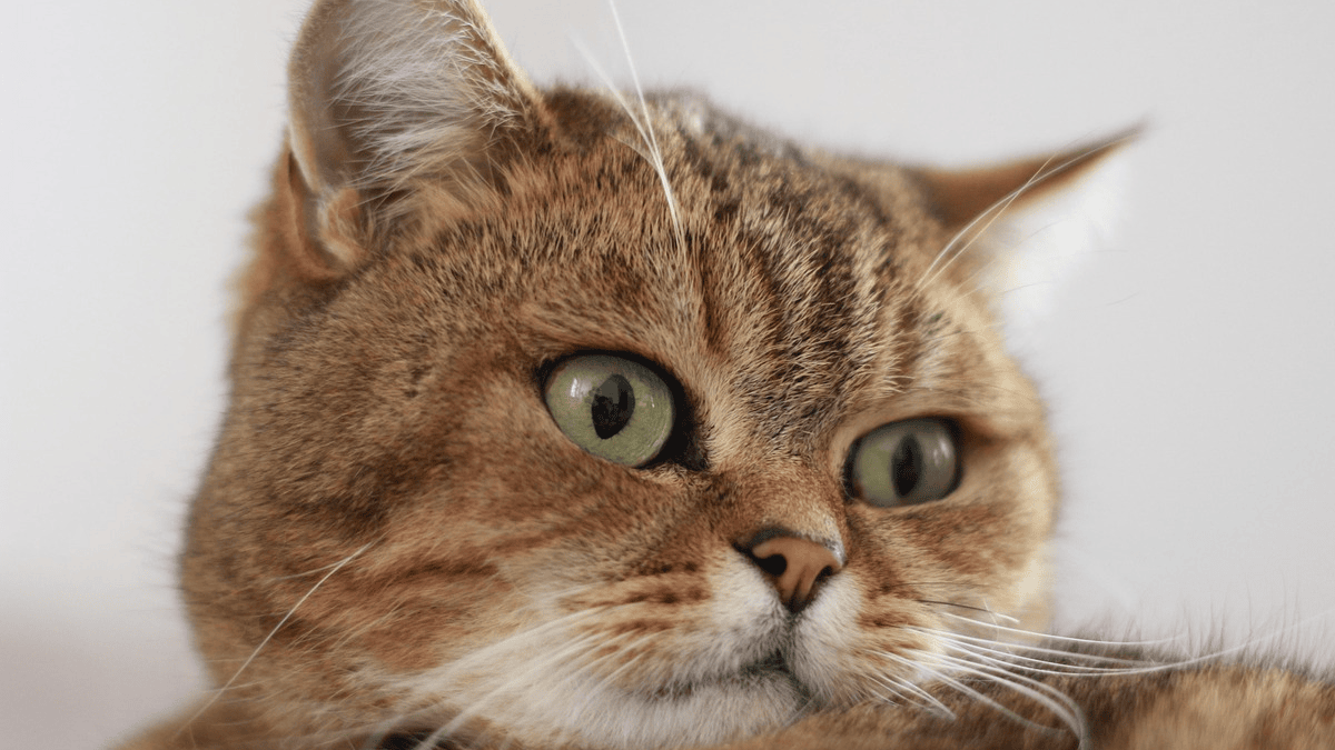 How to tell your cat you love him in his own language so he understands