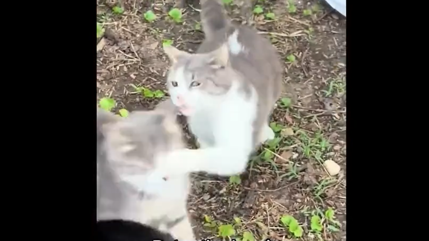 My cat had something to say