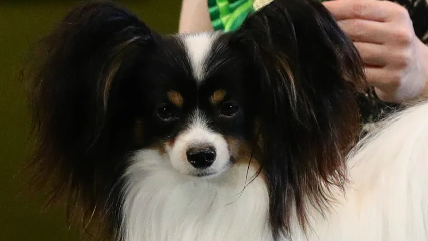 14 dog breeds with distinctive pointy ears