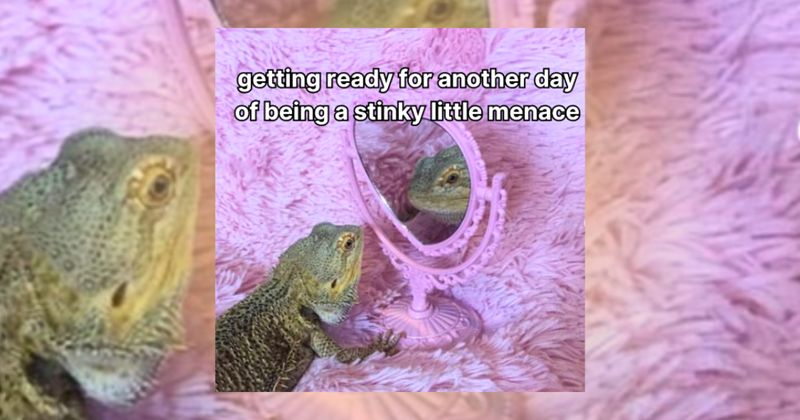 20 lizard memes to warm your heart like a 100-degree heat lamp