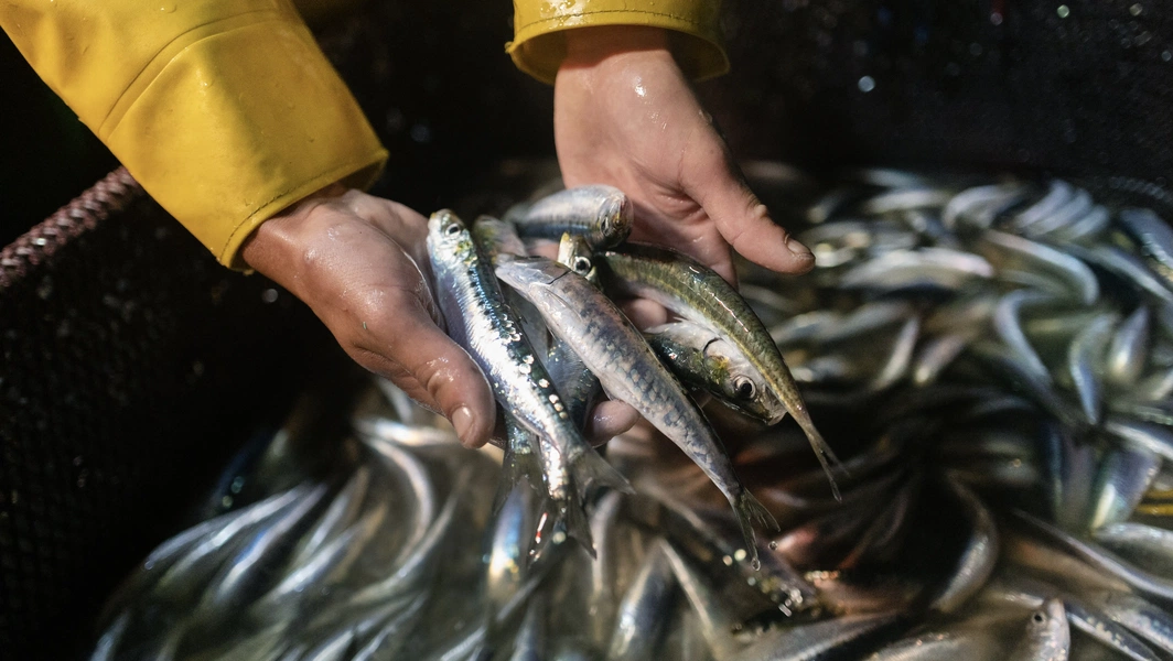 4 facts about sardines