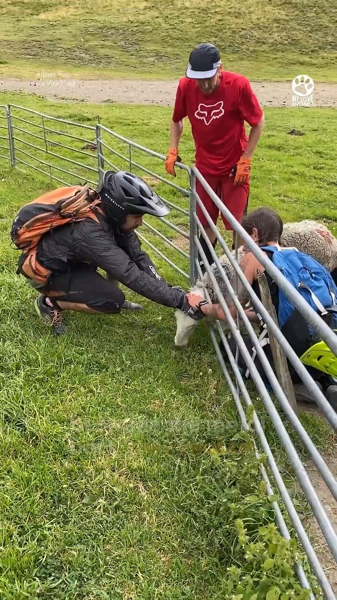 Bikers abandon their rides to save sheep