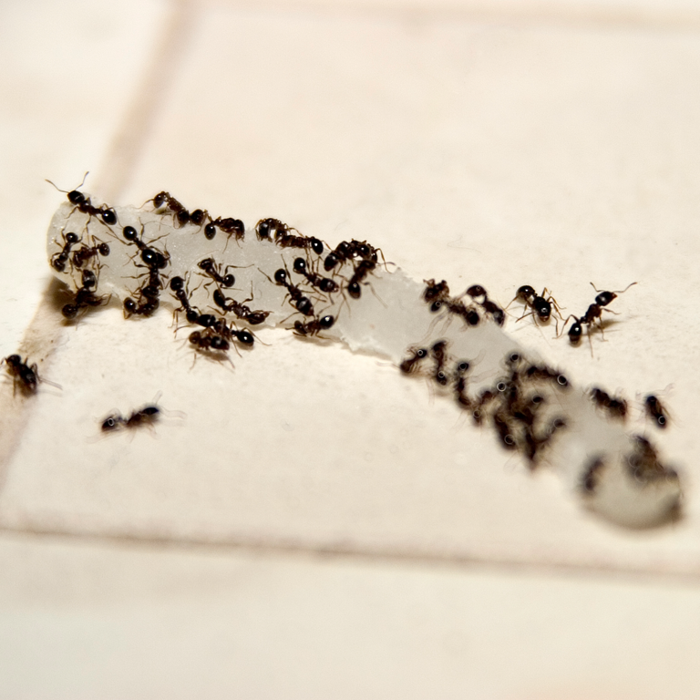 This heatwave will drive these 5 pests into your home – here’s how to ...