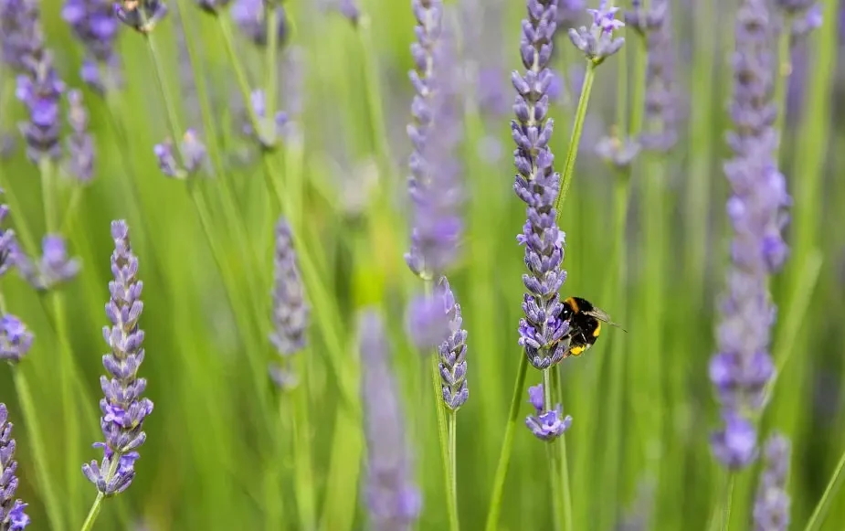 Lavender growing tips for dreamy gardens