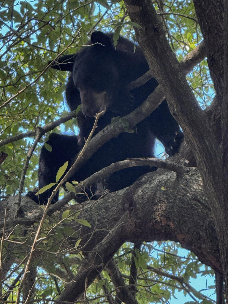 Bridgeport PD urges residents to secure trash, remove feeders after ...