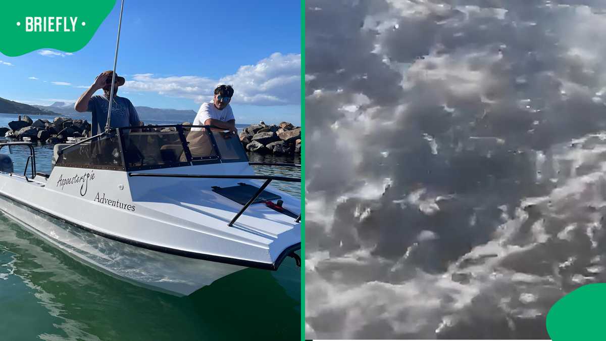 Sharks overwhelm boat during sardine run feeding frenzy off South ...